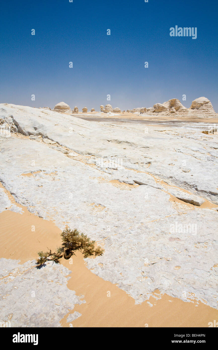 White desert national park hi-res stock photography and images - Alamy