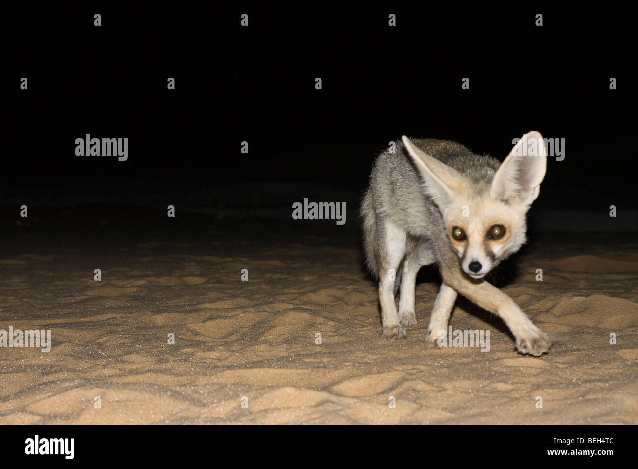 Desert Fox at Night, Vulpes Zerda, Libyan Desert, Egypt Stock Photo - Alamy