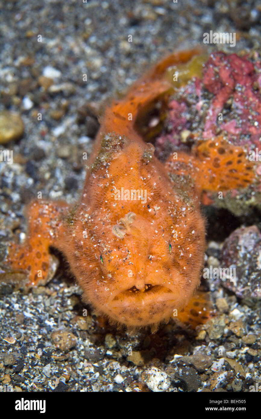 Orange Striped Frogfish, Antennarius striatus, Sulawesi, Lembeh Strait ...