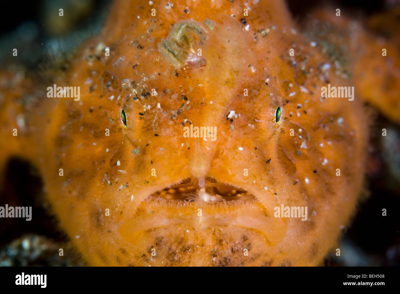 Striped anglerfish hi-res stock photography and images - Alamy