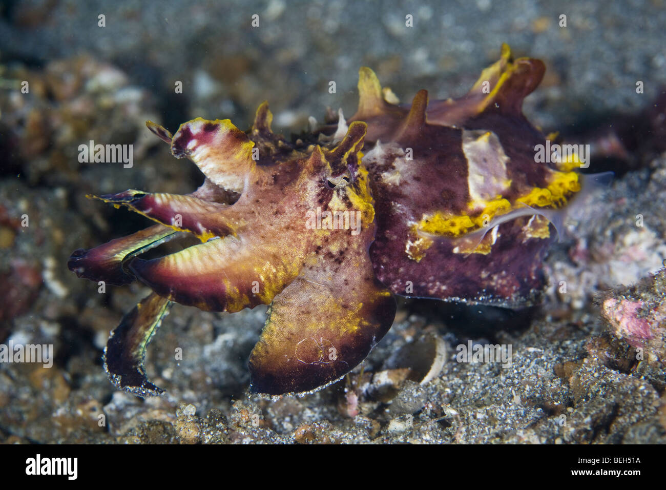 Venomous Flamboyant Cuttlefish, Metasepia pfefferi, Sulawesi, Lembeh ...