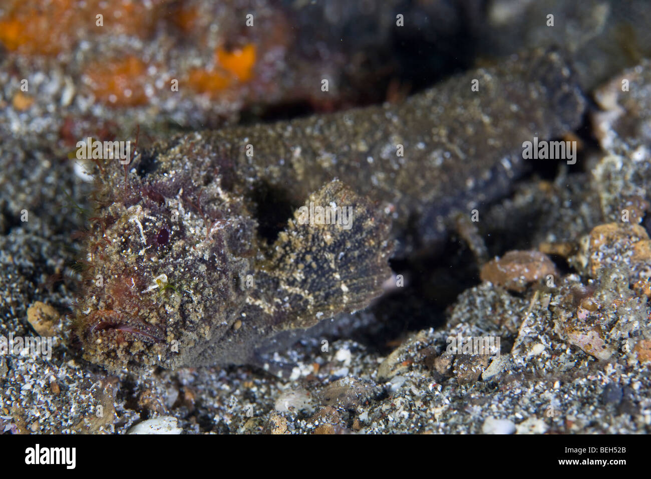 Lembeh velvetfish hi-res stock photography and images - Alamy