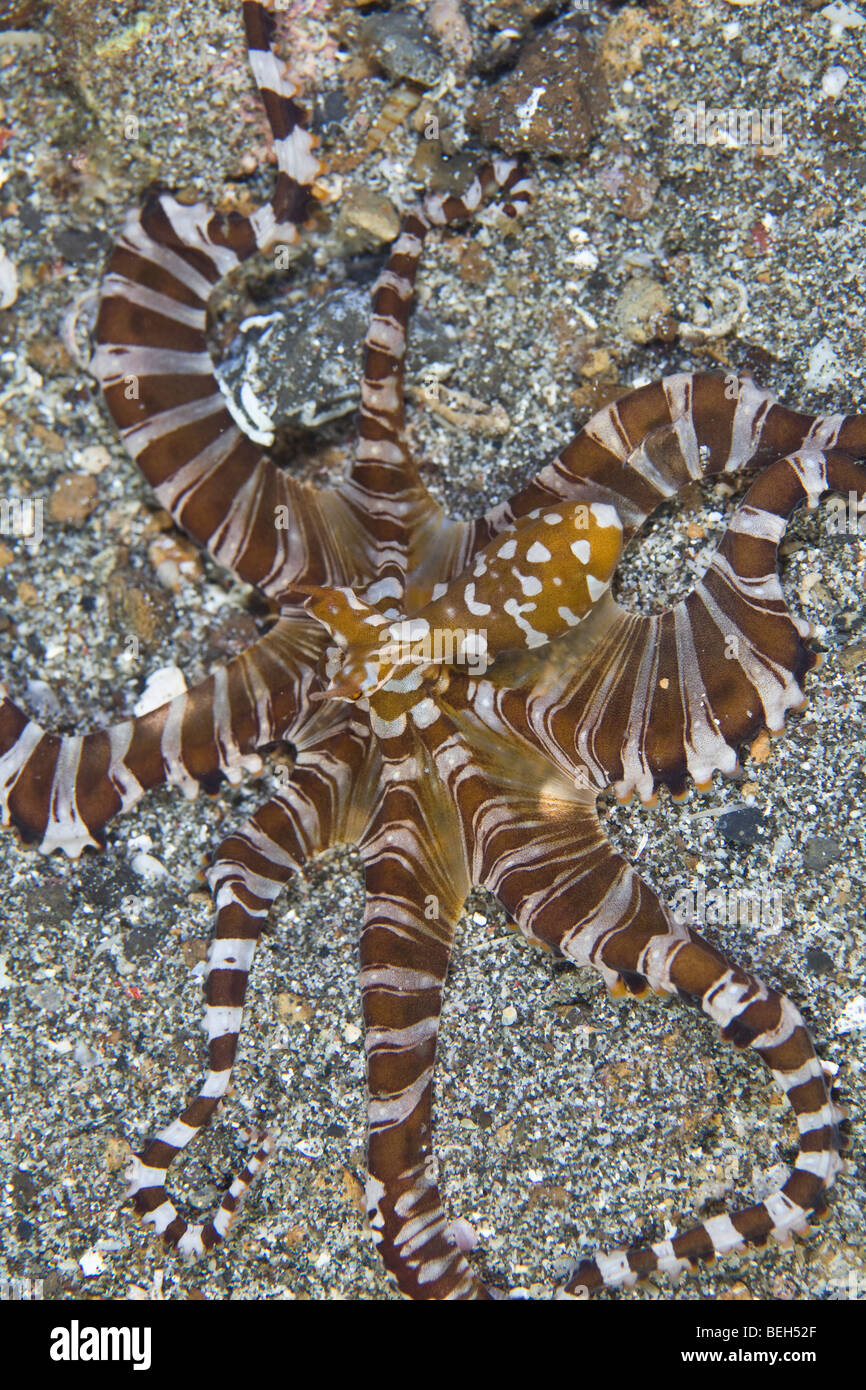 Wonderpus Octopus, Wunderpus photogenicus, Sulawesi, Lembeh Strait ...
