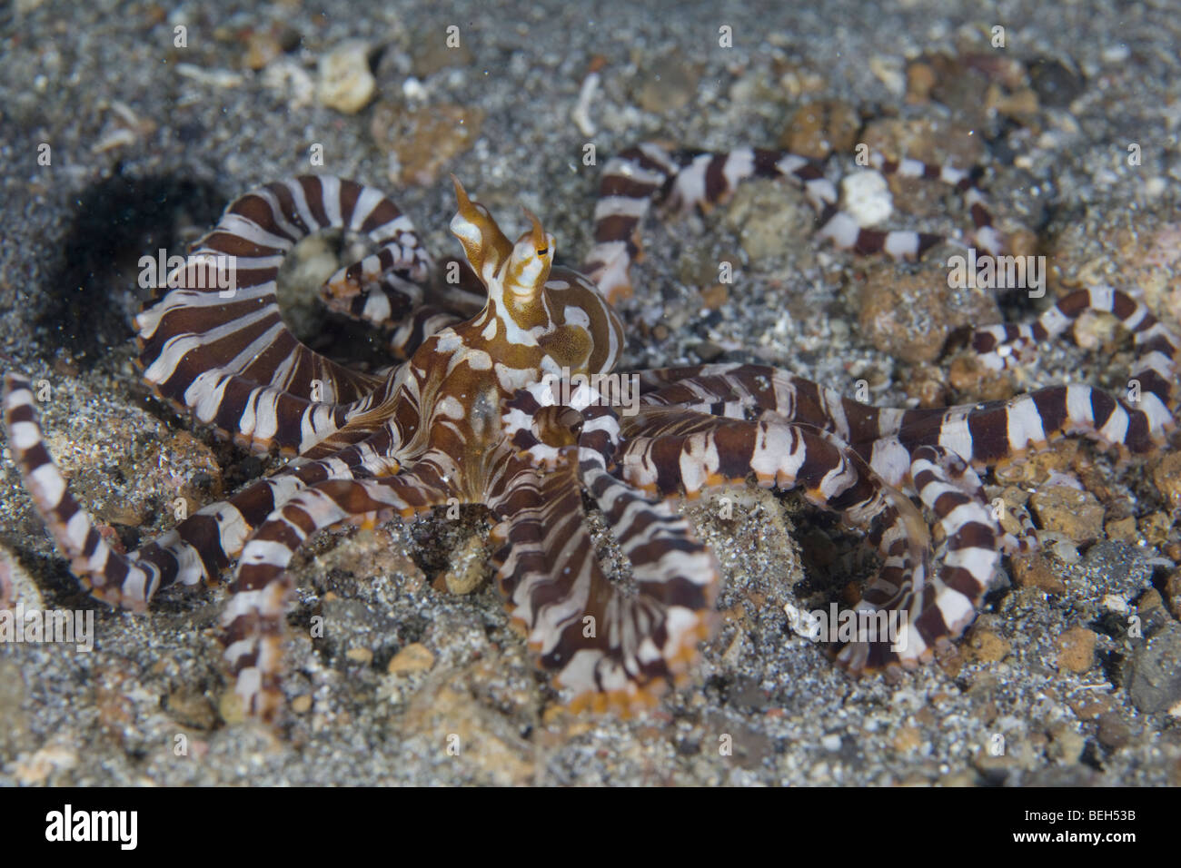 Wonderpus Octopus, Wunderpus photogenicus, Sulawesi, Lembeh Strait ...