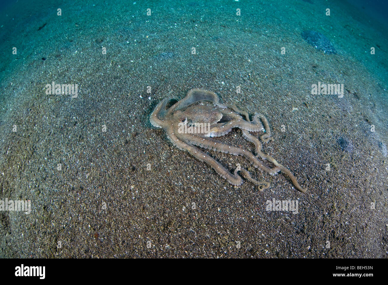 Longarmed Octopus on Sand, Octopus sp., Sulawesi, Lembeh Strait ...