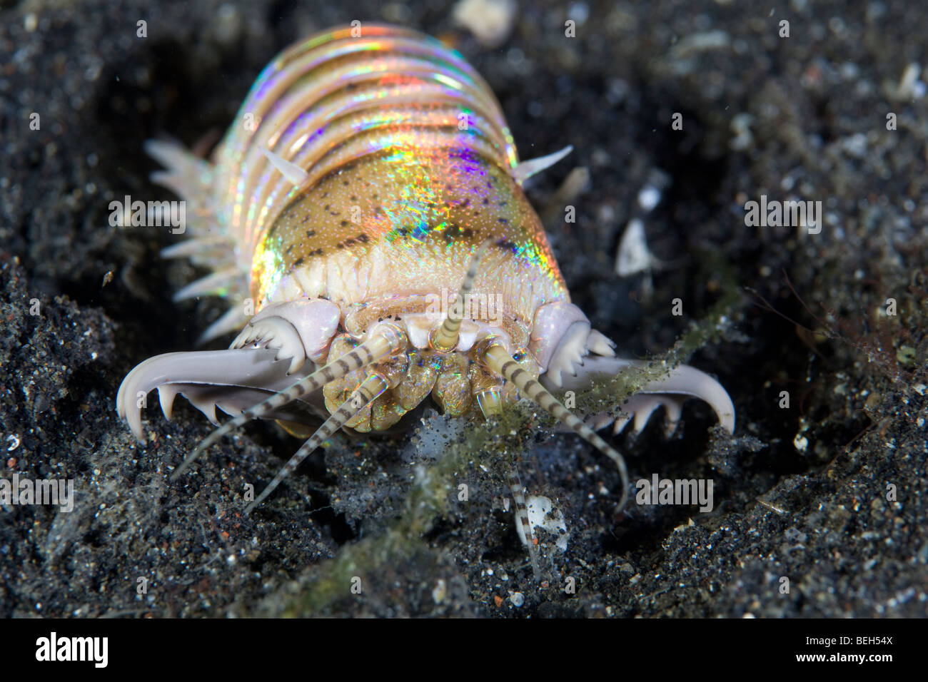 Bobbit Worm, Eunice aphroditois, Sulawesi, Lembeh Strait, Indonesia ...