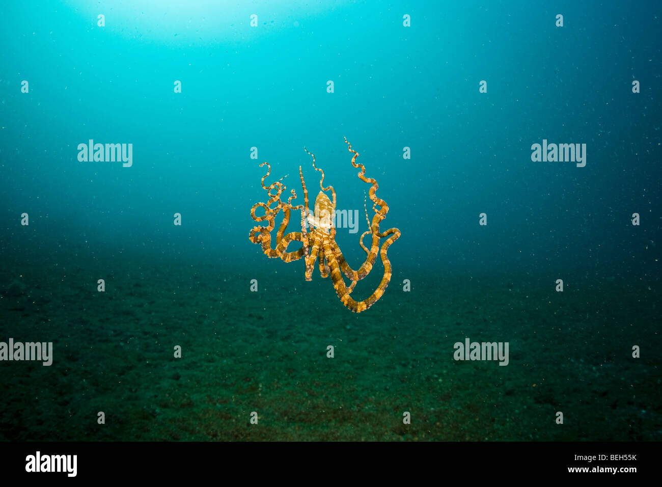 Wonderpus Octopus, Wunderpus photogenicus, Sulawesi, Lembeh Strait ...