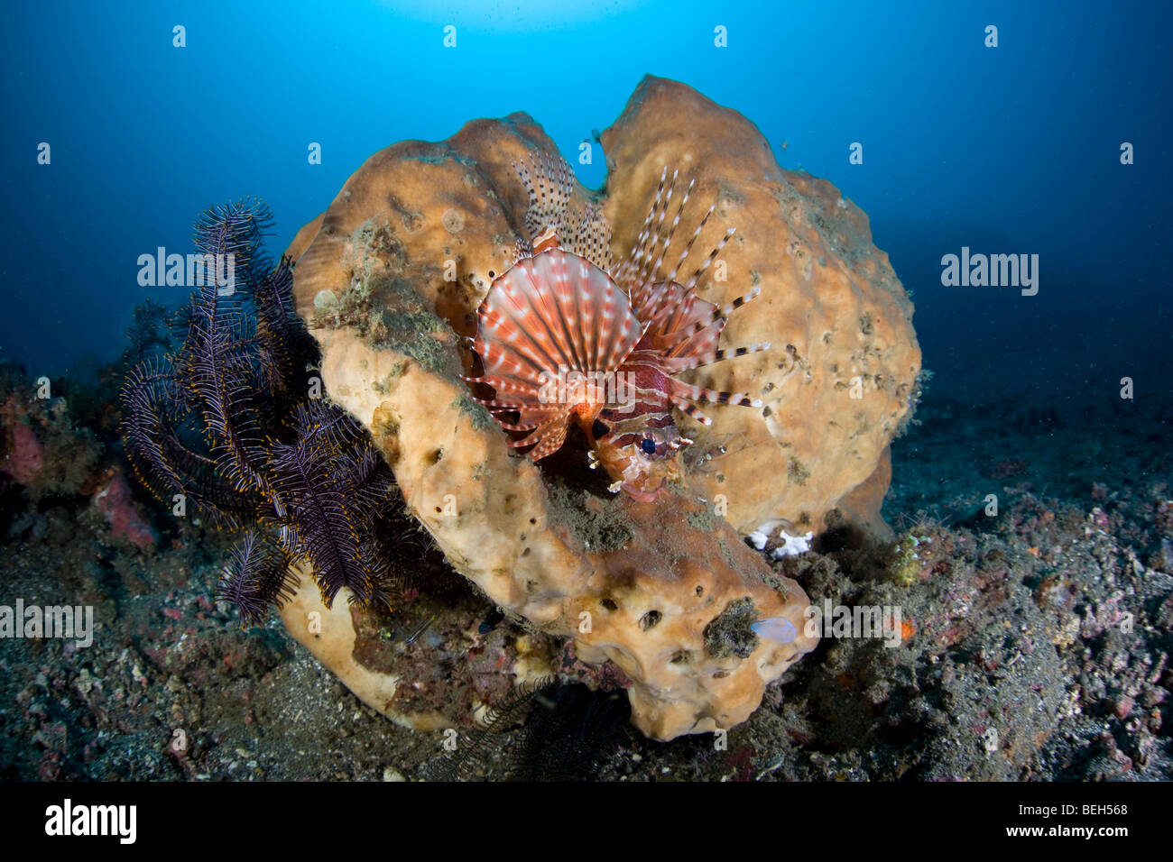 Big zebra fish hi-res stock photography and images - Alamy