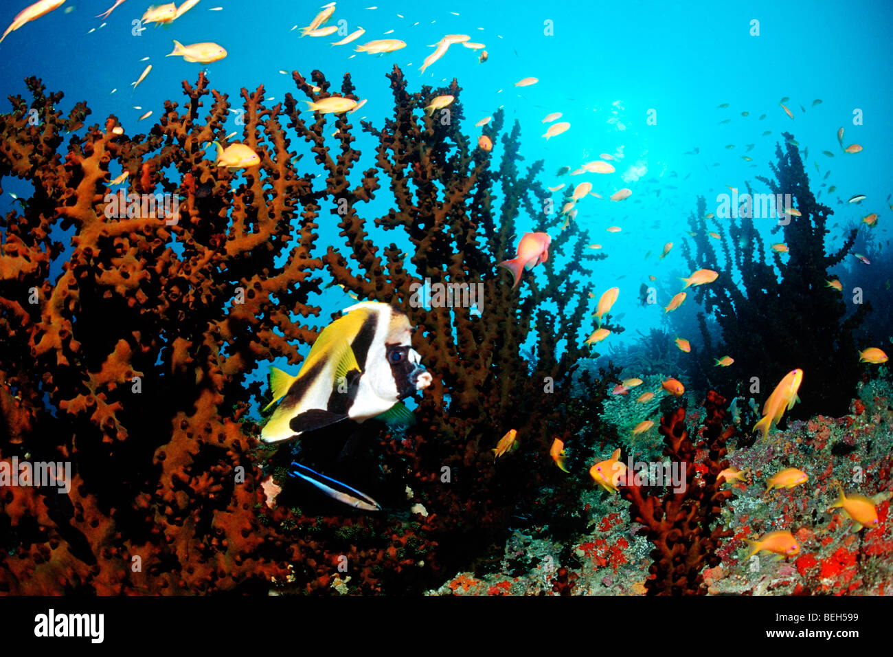 Masked Bannerfish and Lyretail Anthias, Heniochus monoceros ...