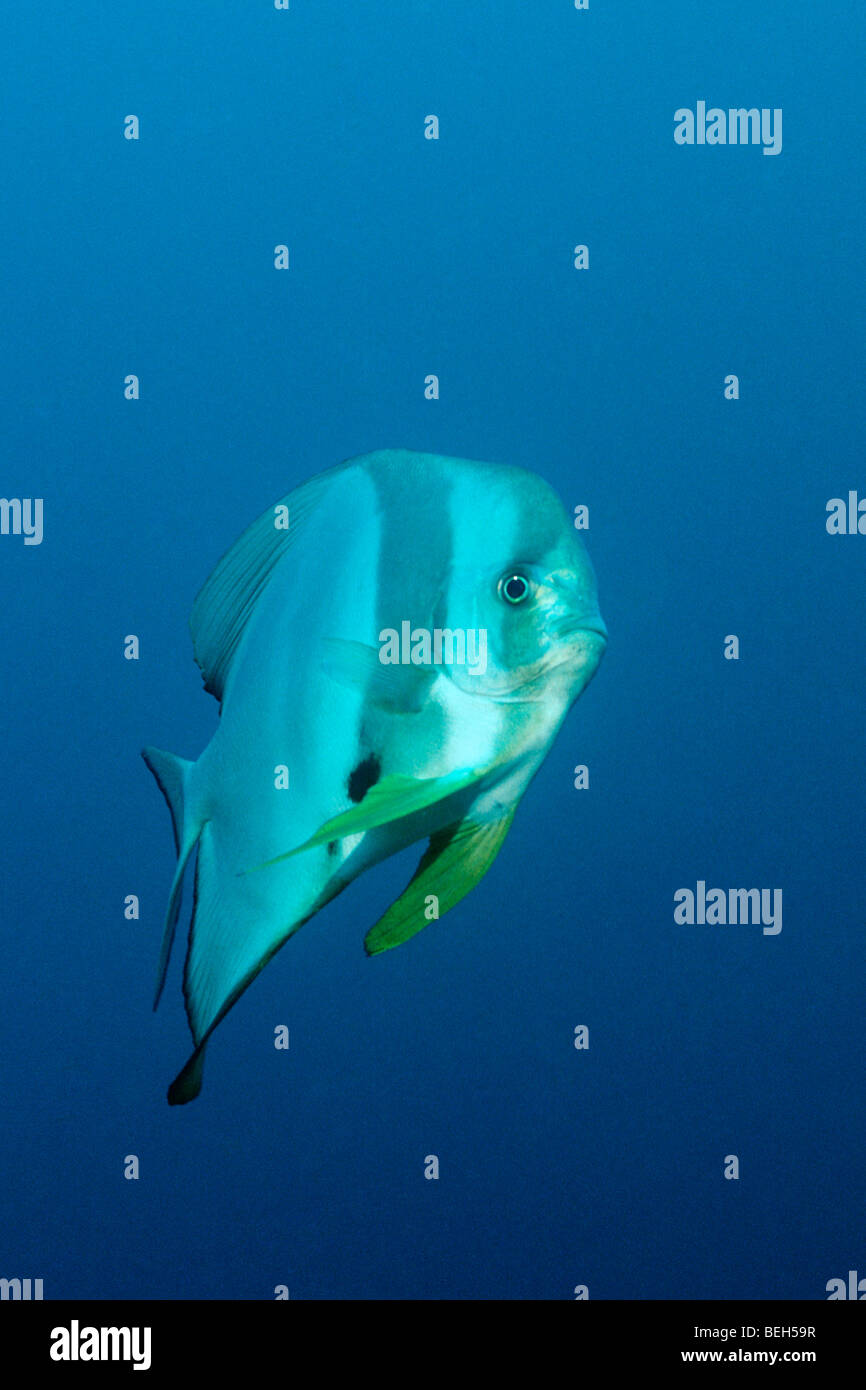Longfin batfish close up hi-res stock photography and images - Alamy