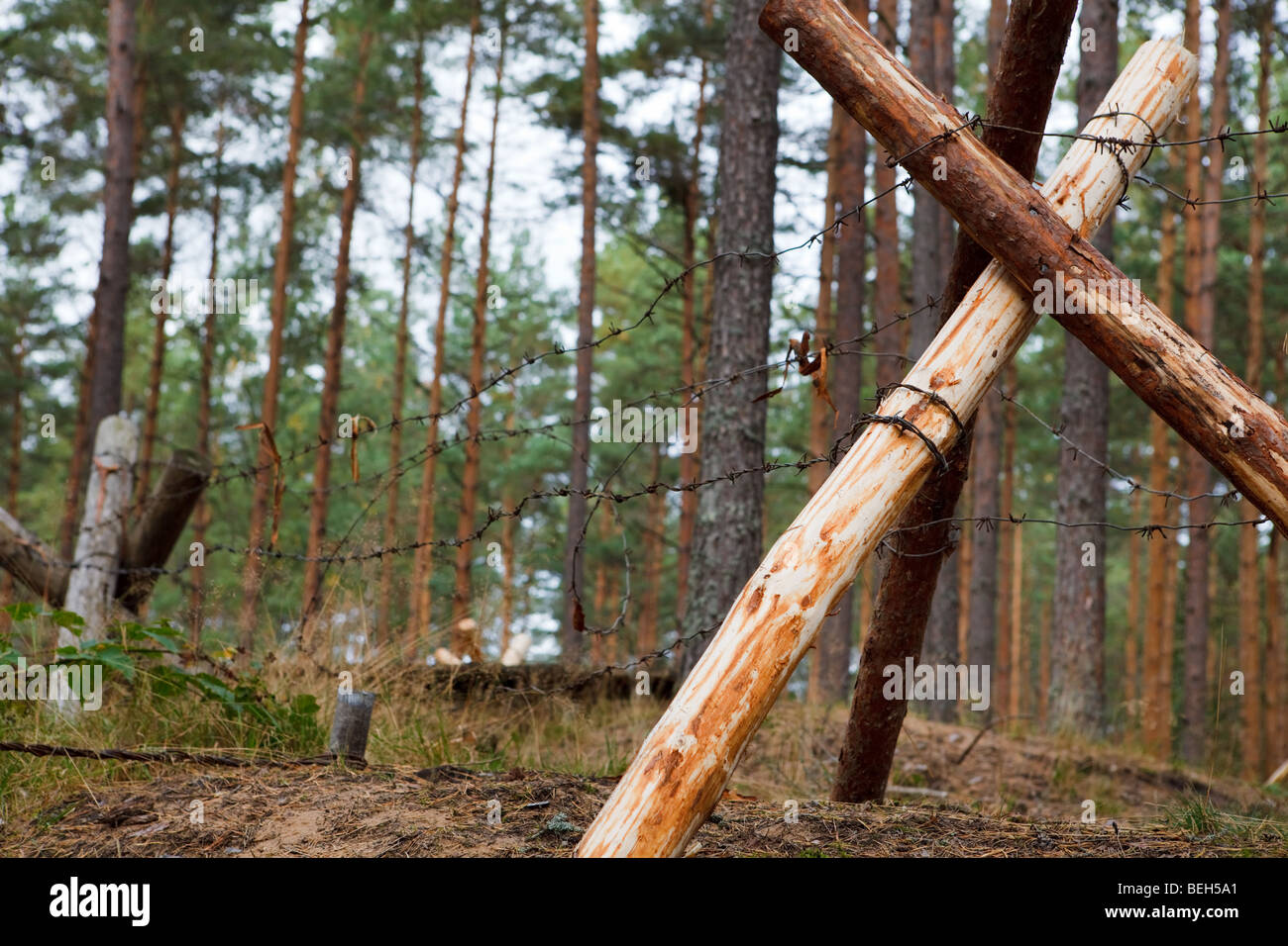 Barbed wire over trench in forest Stock Photo - Alamy