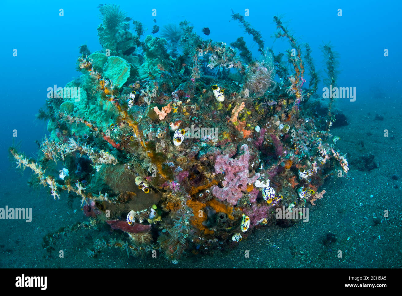 Colorfully Coral Bommie, Sulawesi, Lembeh Strait, Indonesia Stock Photo ...