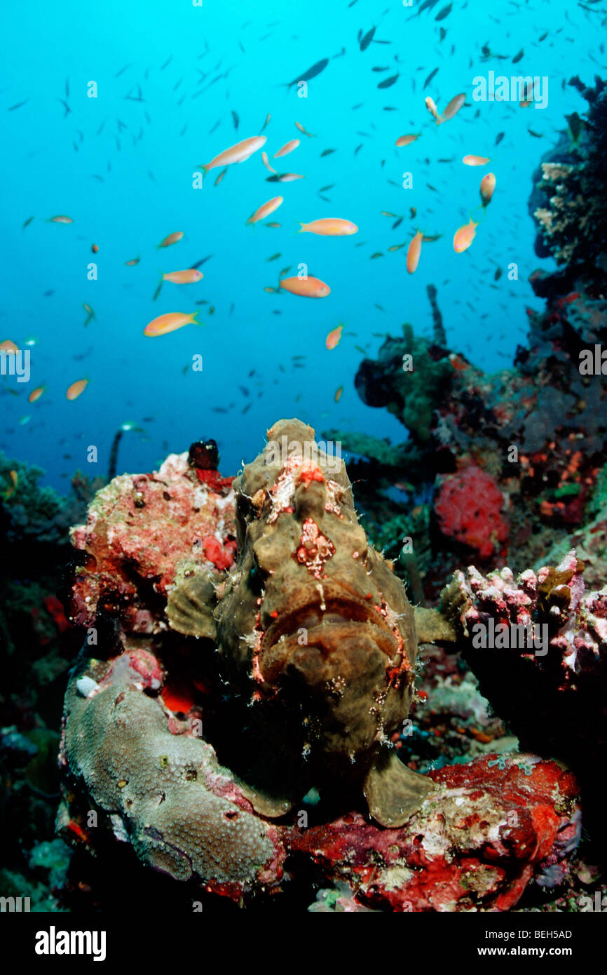 Green Giant Frogfish, Antennarius commersonii, North Ari Atoll ...