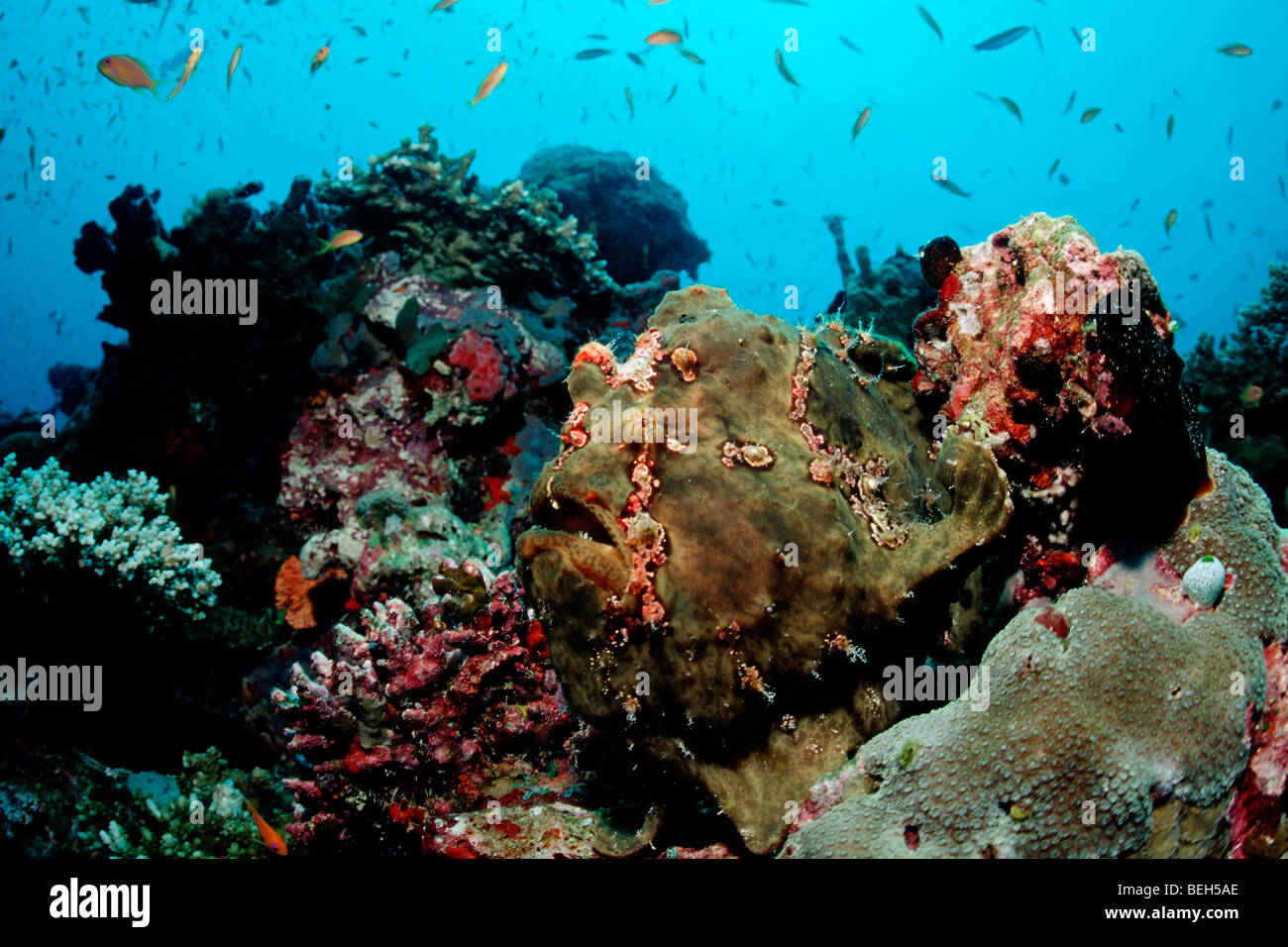 Green Giant Frogfish, Antennarius commersonii, North Ari Atoll ...