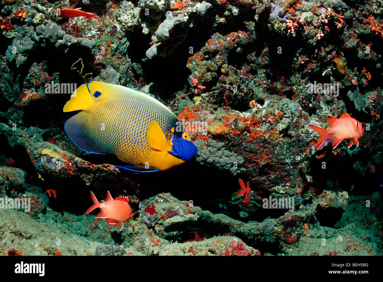 Yellow-mask Angelfish, Pomacanthus xanthometopon, Kandooma Thila, South ...