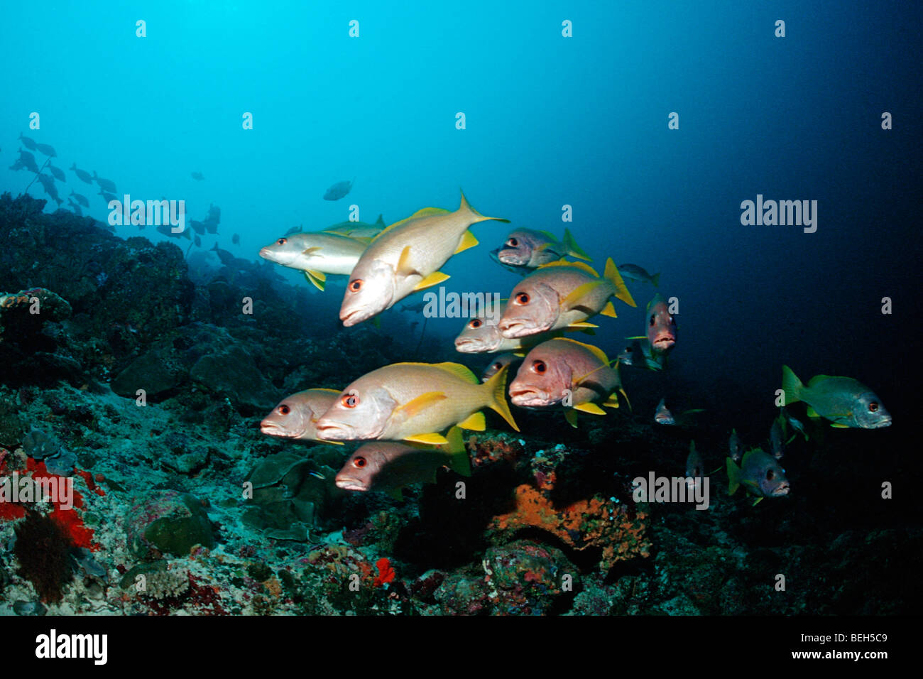 Schooling One-spot Snapper, Lutjanus monostigma, Cocoa Corner, South ...