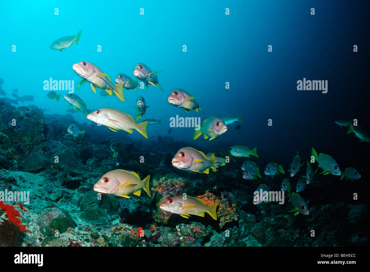 Schooling One-spot Snapper, Lutjanus monostigma, Cocoa Corner, South ...