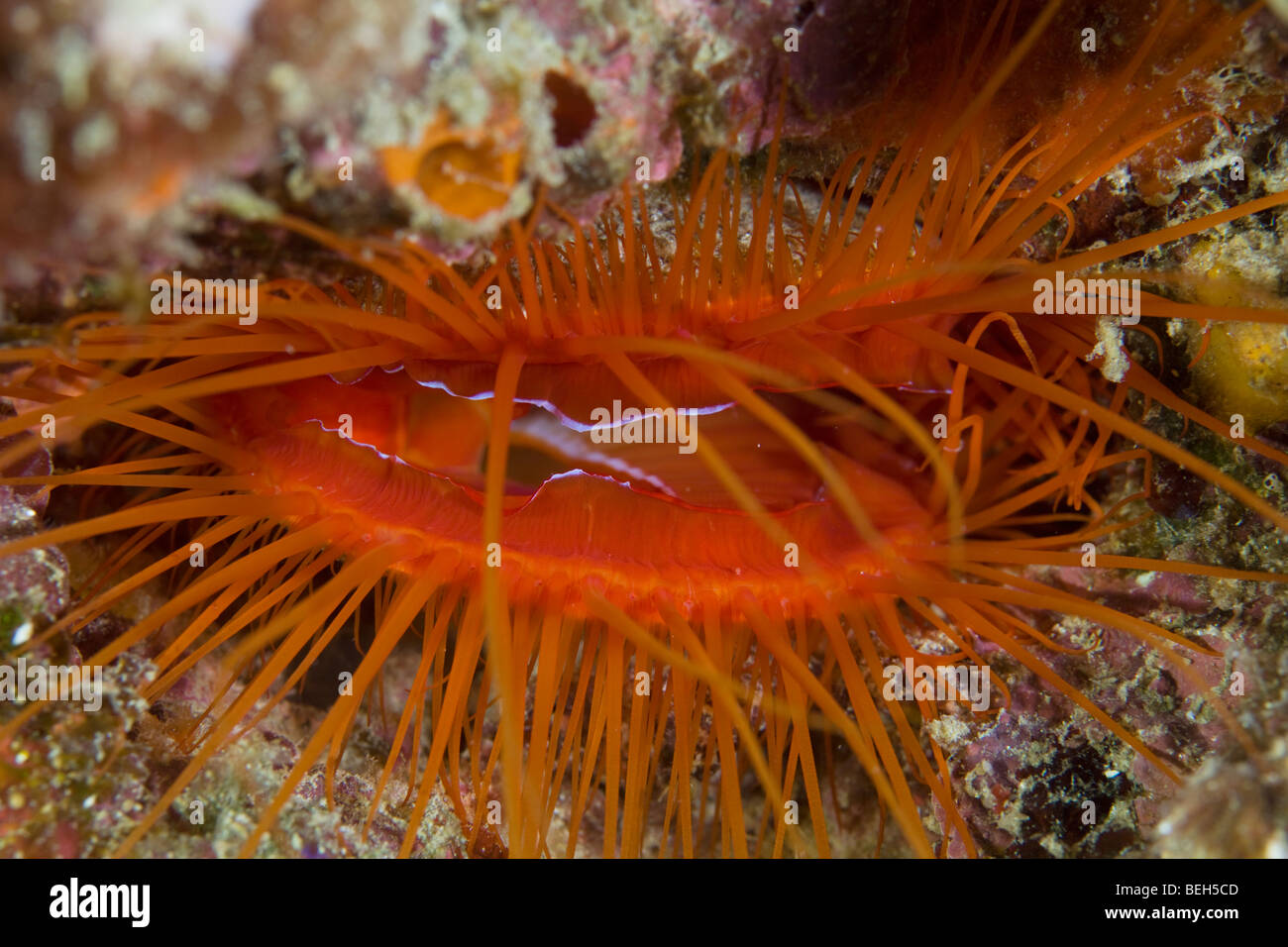 Fileshell hi-res stock photography and images - Alamy