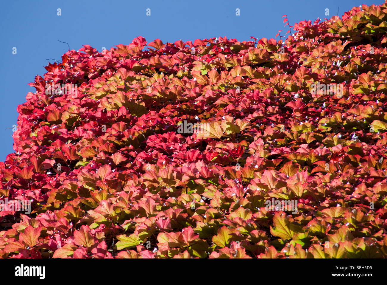 Vines in autumn on Beyer Building in Old Quadrangle, The University of ...