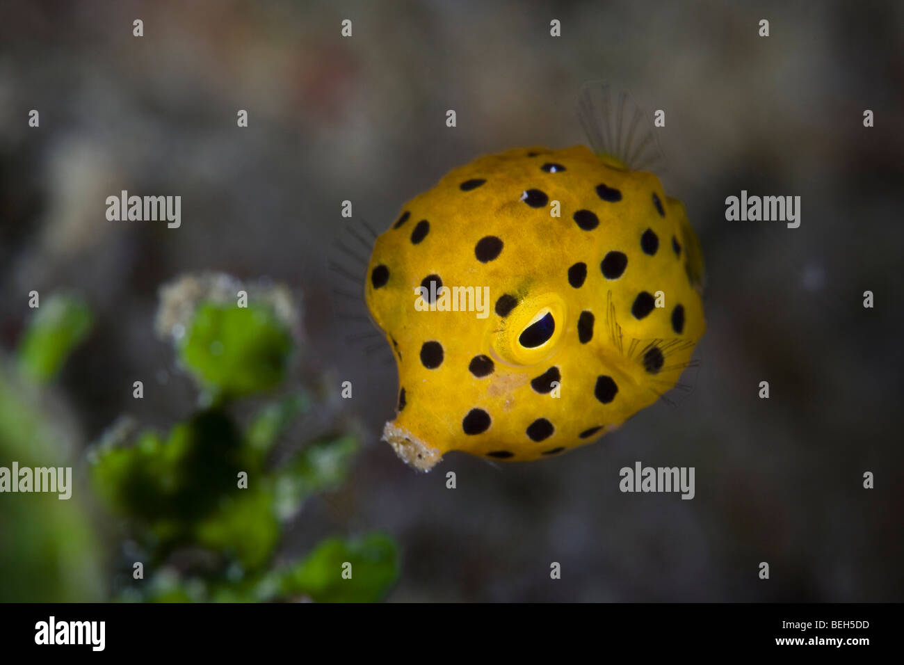 Juvenile Yellow Boxfish, Ostracion cubicus, North Sulawesi, Indonesia ...