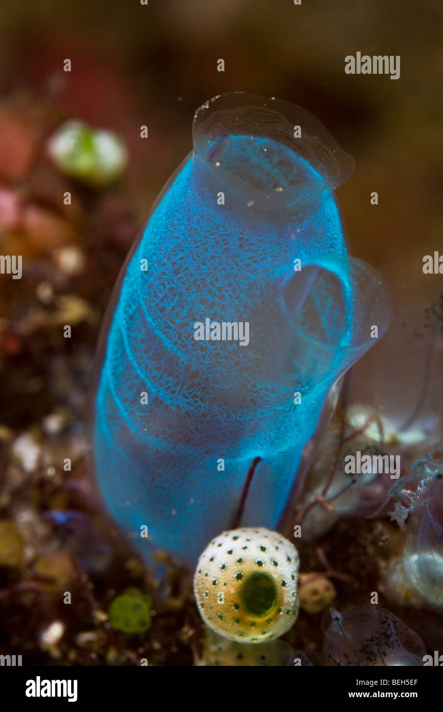 Blue tunicate sea squirt hi-res stock photography and images - Alamy