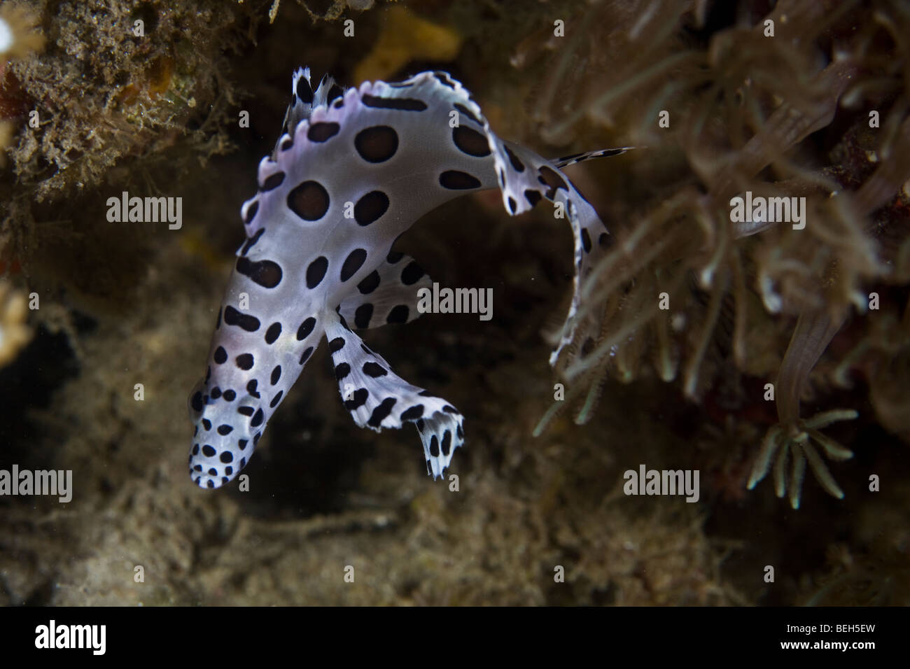Juvenile Barramundi Cod, Cromileptes altivelis, North Sulawesi ...