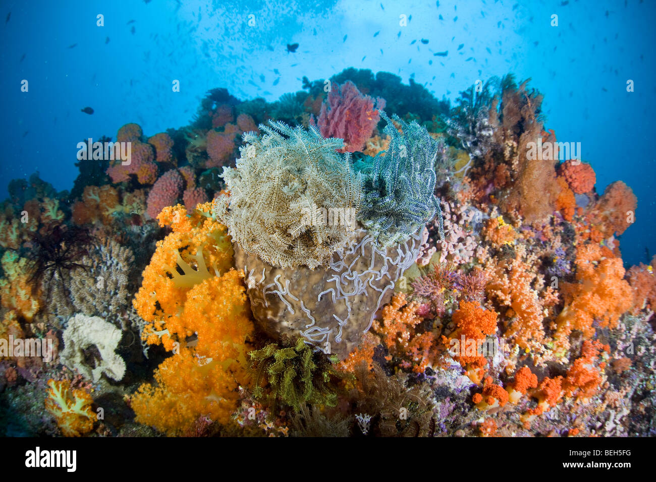 Biodiversity in Coral Reef, North Sulawesi, Indonesia Stock Photo - Alamy