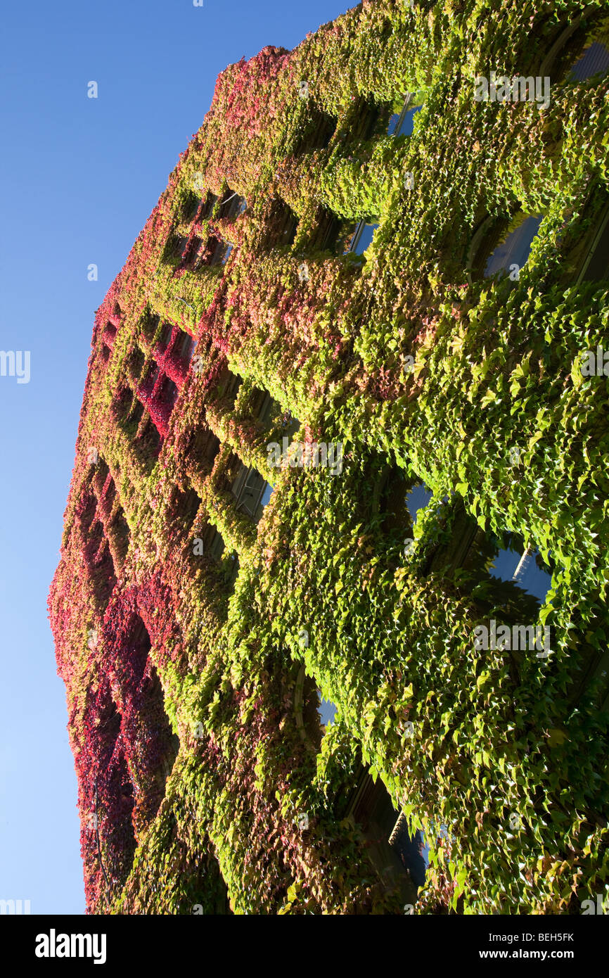 Vines in autumn on Beyer Building in Old Quadrangle, The University of ...