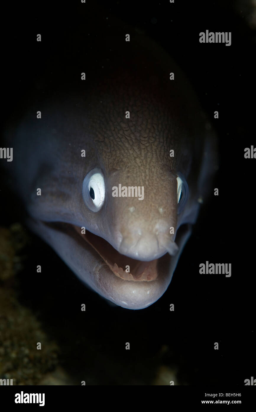White eyed morays hi-res stock photography and images - Alamy
