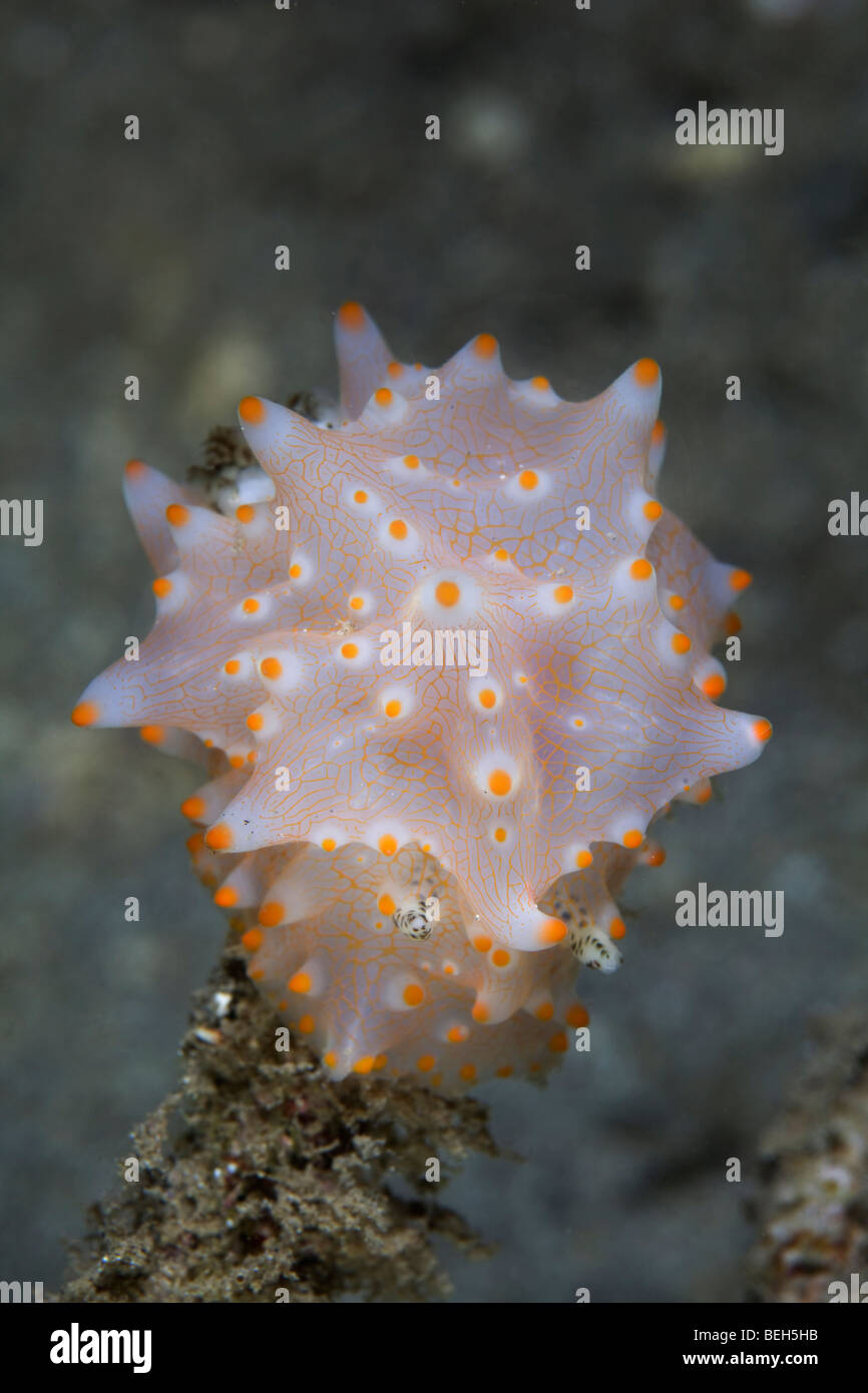 Halgerda Nudibranch, Halgerda malesso, North Sulawesi, Indonesia Stock ...