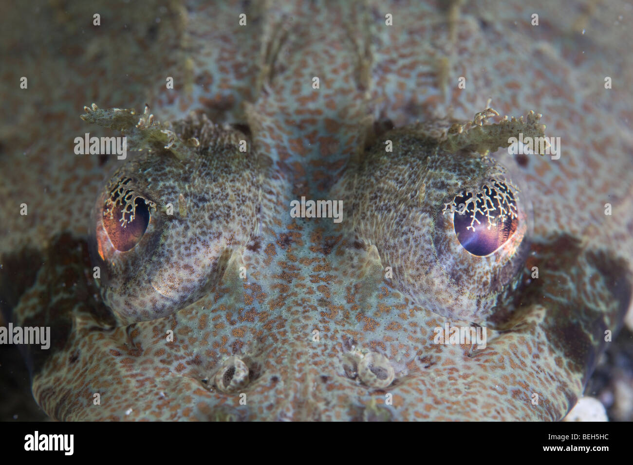 Carbunculus hi-res stock photography and images - Alamy