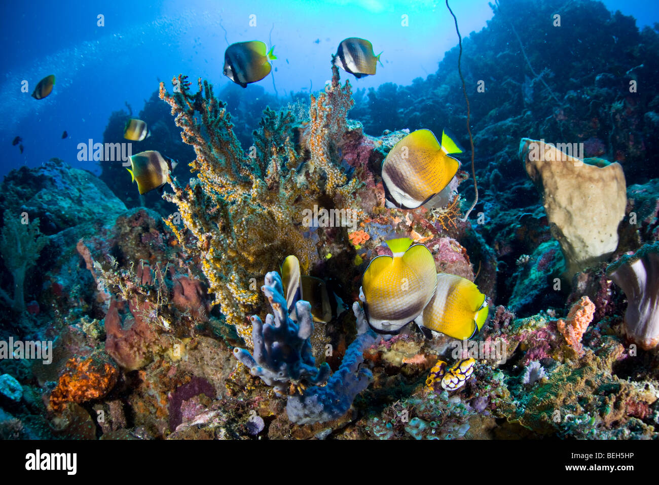 Kleins Butterflyfish in coral Reef, Chaetodon kleinii, North Sulawesi ...