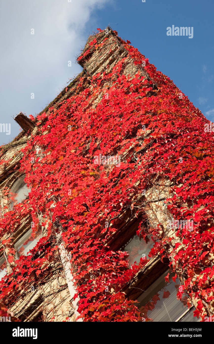 Vines in autumn on Beyer Building in Old Quadrangle, The University of ...