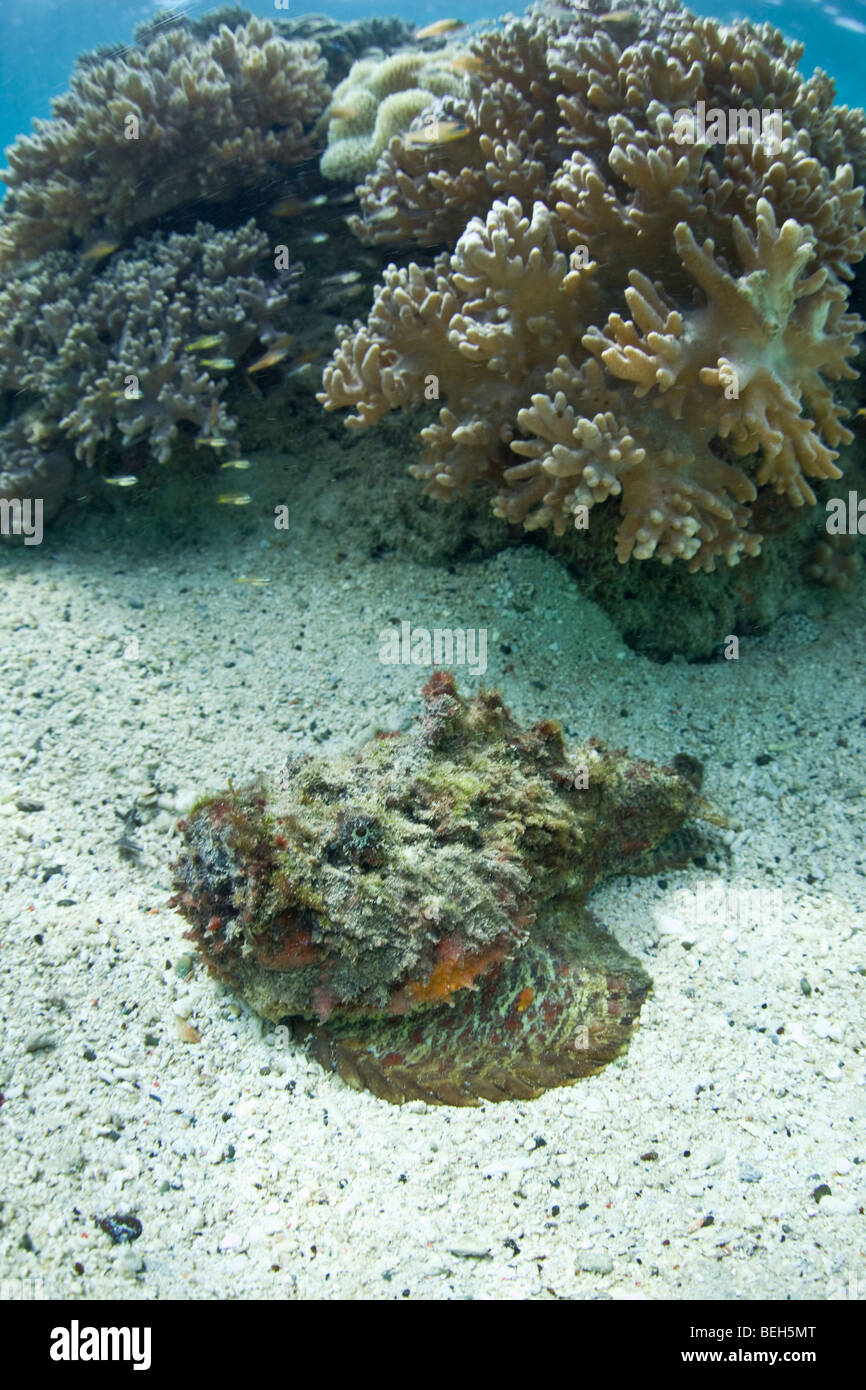 Reef Stonefish, Synanceia verrucosa, Misool, Raja Ampat, West Papua ...