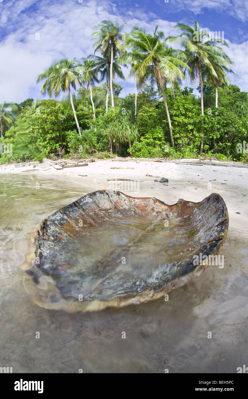 Turtle shell top view hi-res stock photography and images - Alamy