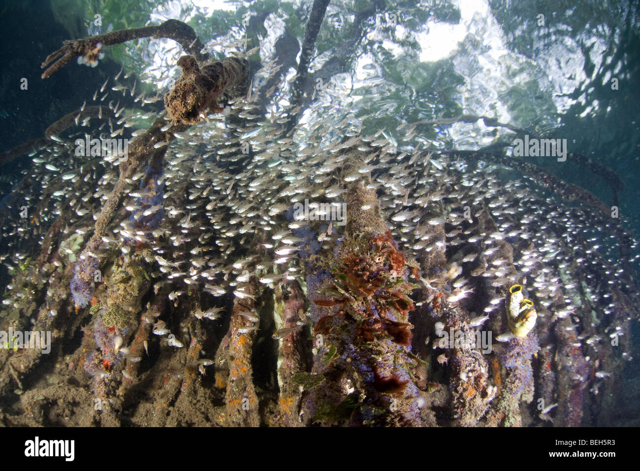 Juvenile Cardinalfish hiding in Red Mangrove Roots, Apogon sp ...