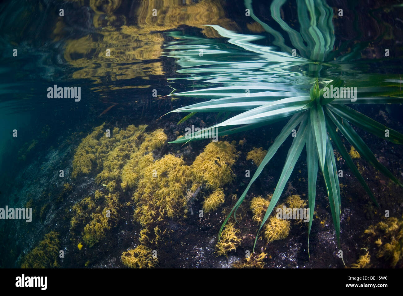 Pandanas Tree Leaf in Jelly Fish Lake, Micronesia, Palau Stock Photo ...
