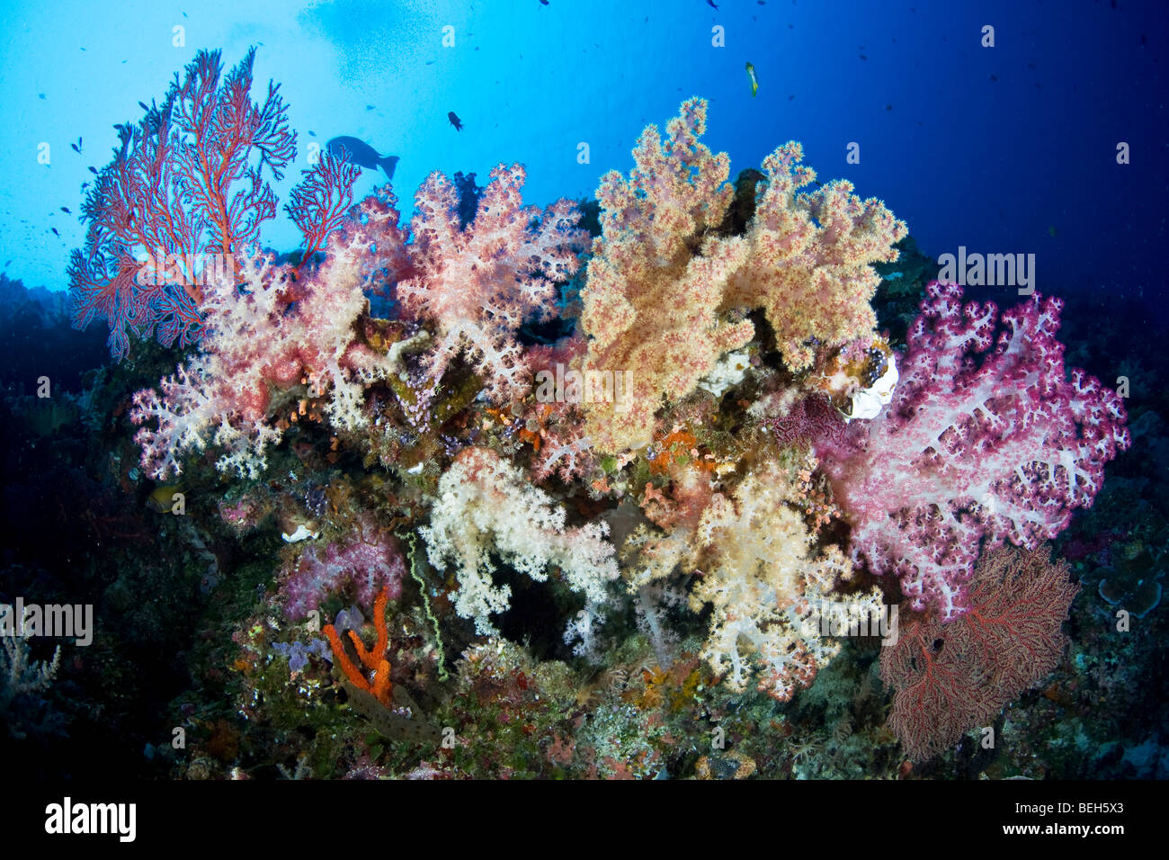 Colorful Soft Corals, Dendronephthya, Micronesia, Palau Stock Photo - Alamy