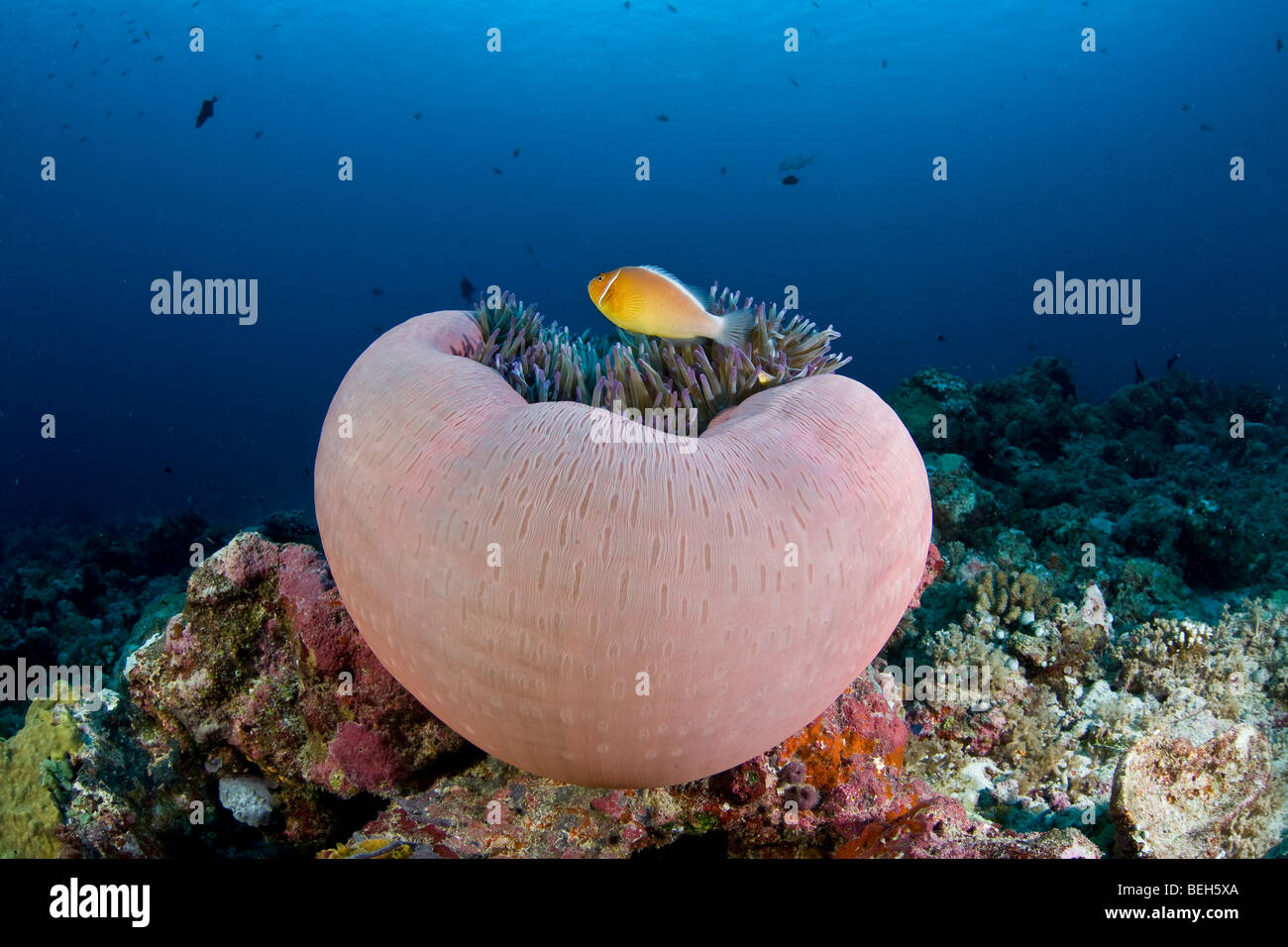 Magnificent Anemone with Pink Anemonefish, Heteractis magnifica ...