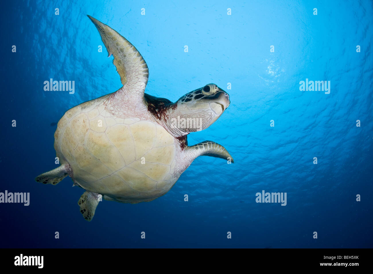 Palau rock islands turtle hi-res stock photography and images - Alamy