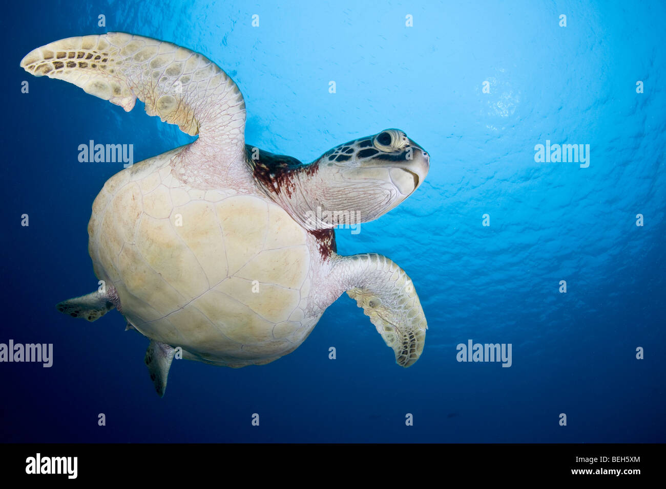 Palau rock islands turtle hi-res stock photography and images - Alamy
