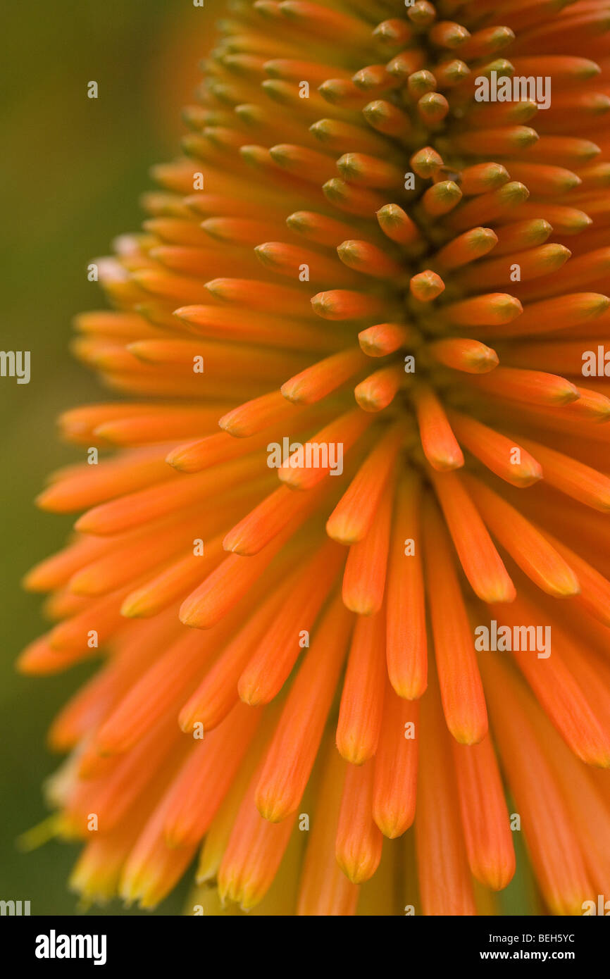 Kniphofia. The blazing brilliance of a Kniphofia flower resembling its ...