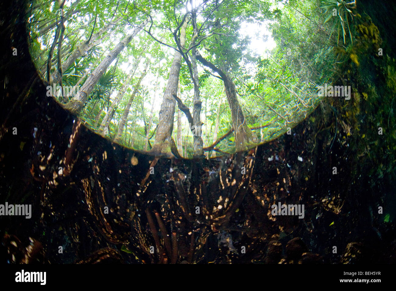 Mangrove Trees in Jellyfish Lake, Micronesia, Palau Stock Photo - Alamy