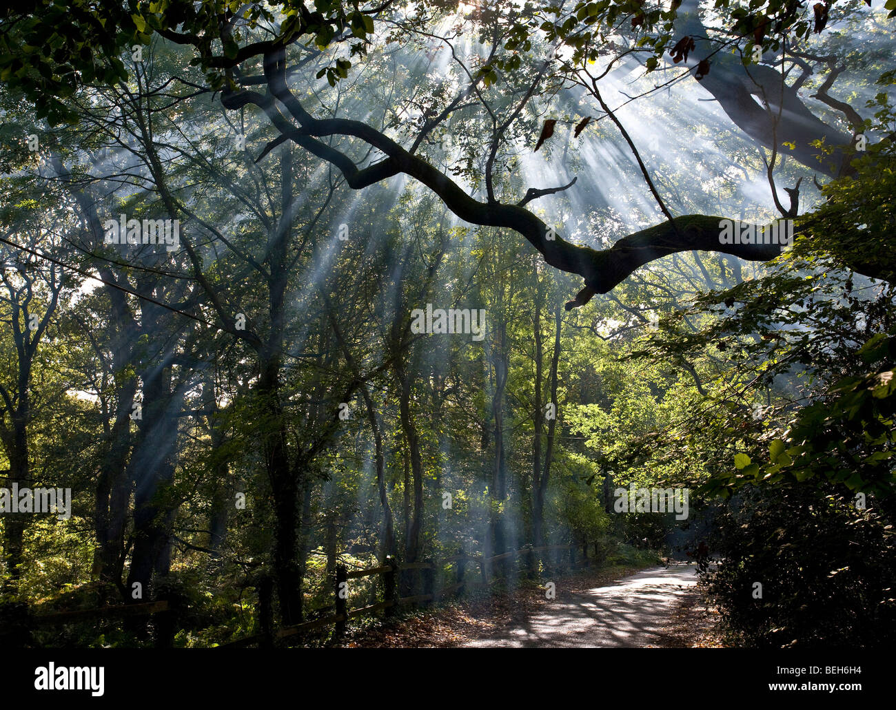 Smoke in Autumn Trees Stock Photo - Alamy