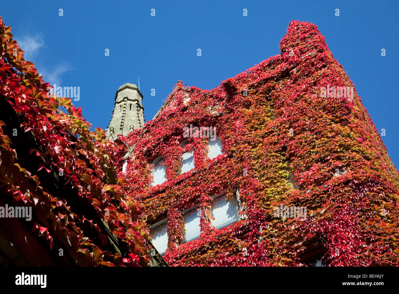 Vines in autumn on Beyer Building in Old Quadrangle, The University of ...