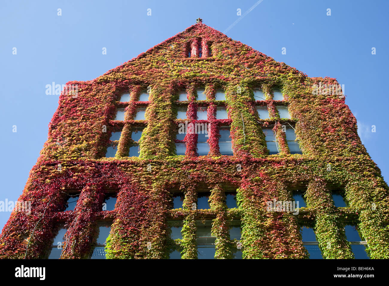 Vines in autumn on Beyer Building in Old Quadrangle, The University of ...