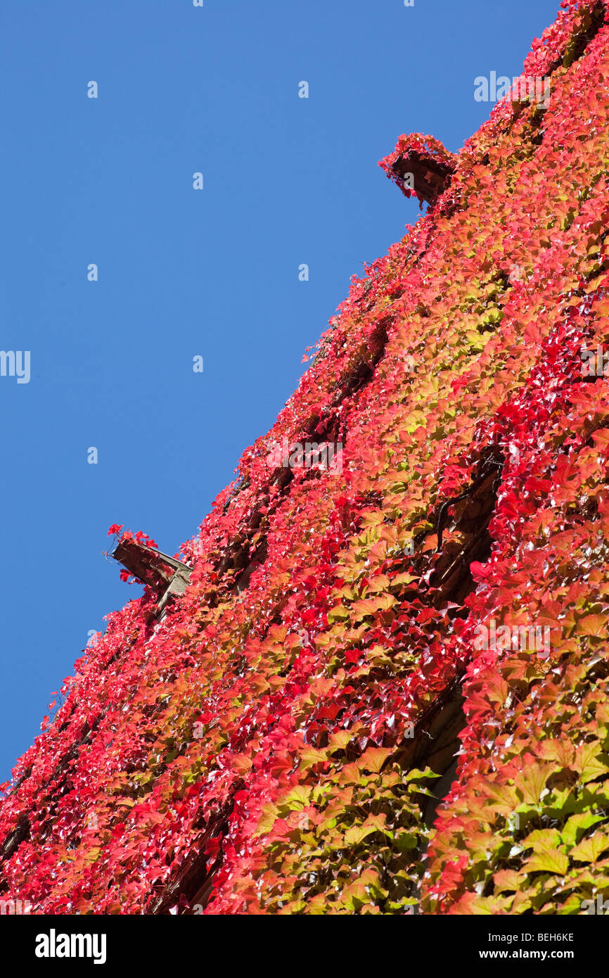 Vines in autumn on Beyer Building in Old Quadrangle, The University of ...