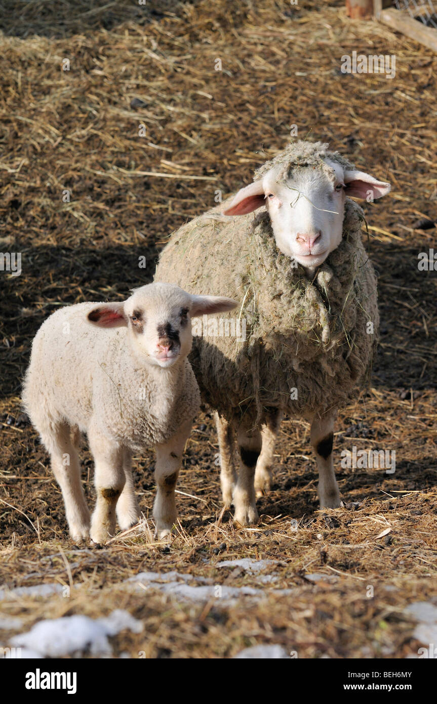 Domestic sheep Ovis aries Stock Photo - Alamy