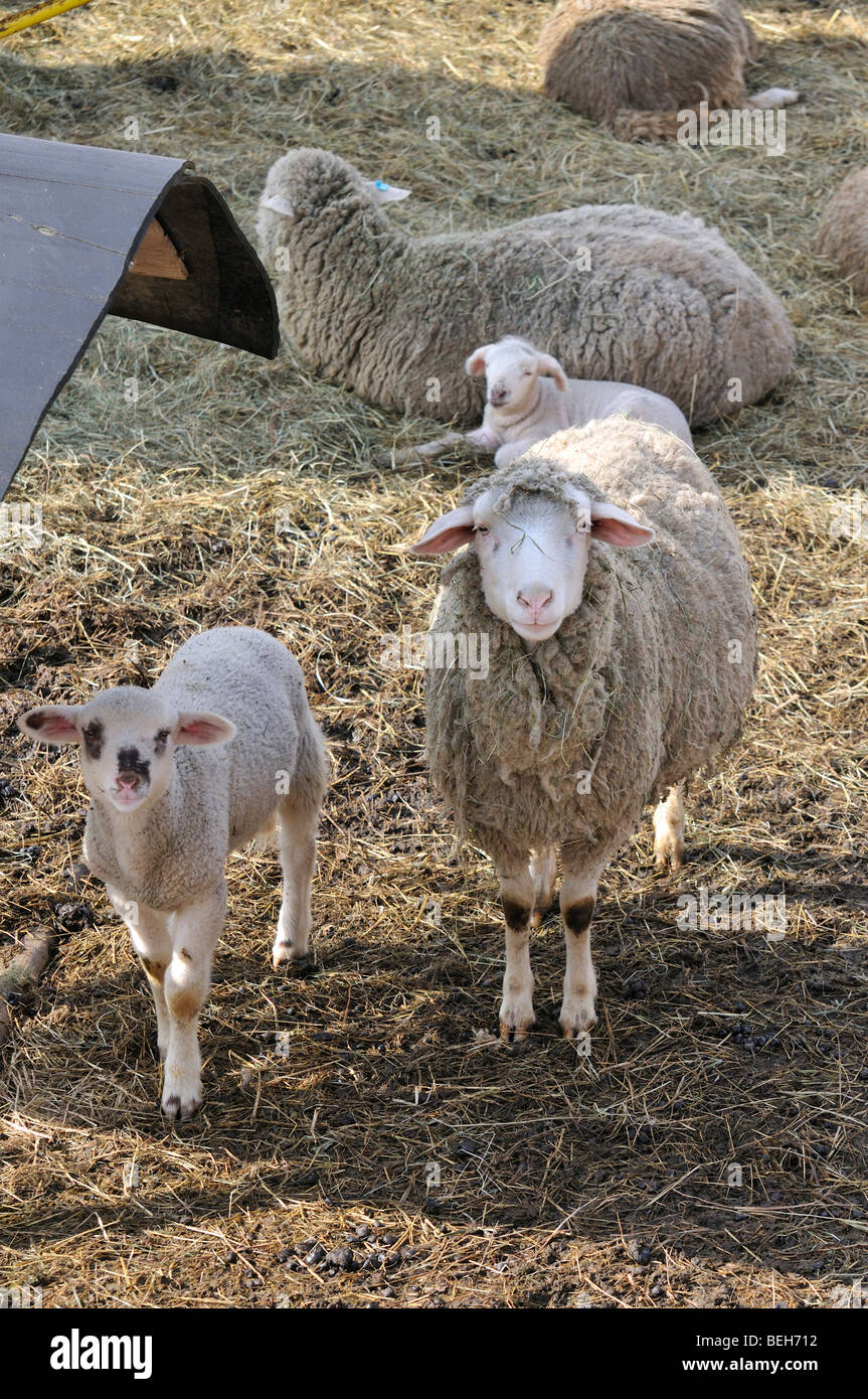 Domestic sheep Ovis aries Stock Photo - Alamy