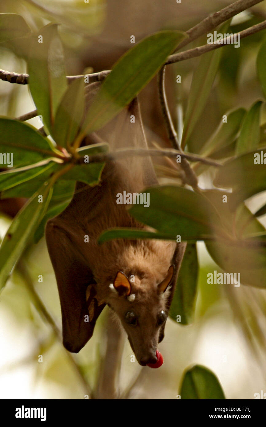 Gambian epauletted fruit bat, Epomophorus gambianus, Bintang Bolong ...